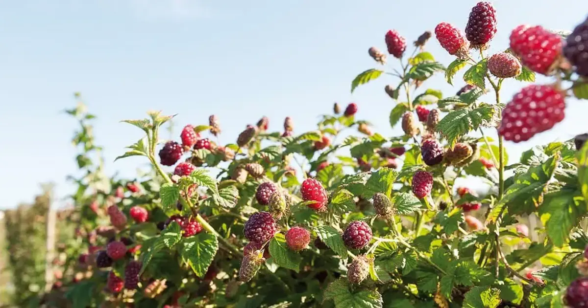 La Fruitiere - Innnes heildverslun