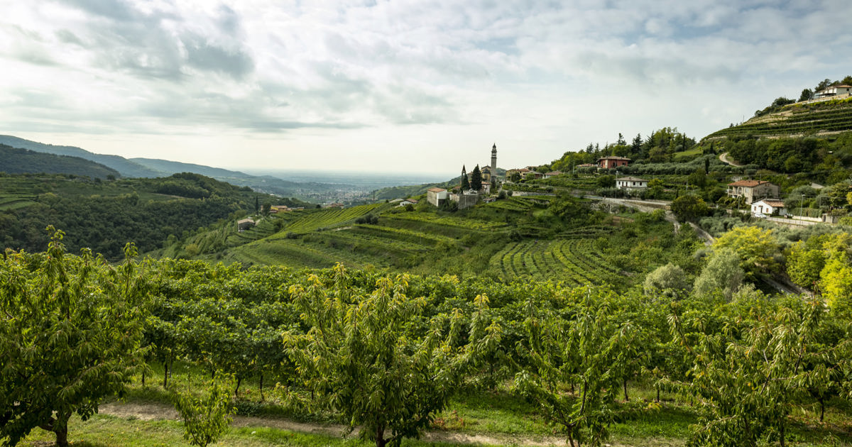Cantina Bolla - Innnes