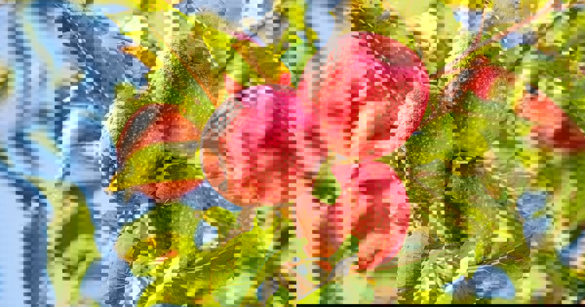 Pink Lady - Innnes heildverslun